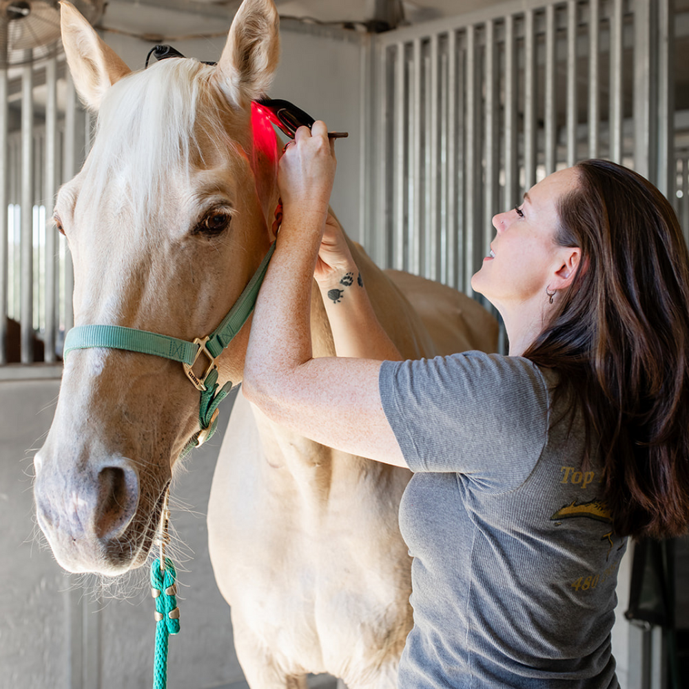 Mito Red Equine | Red Light Therapy for Horses
