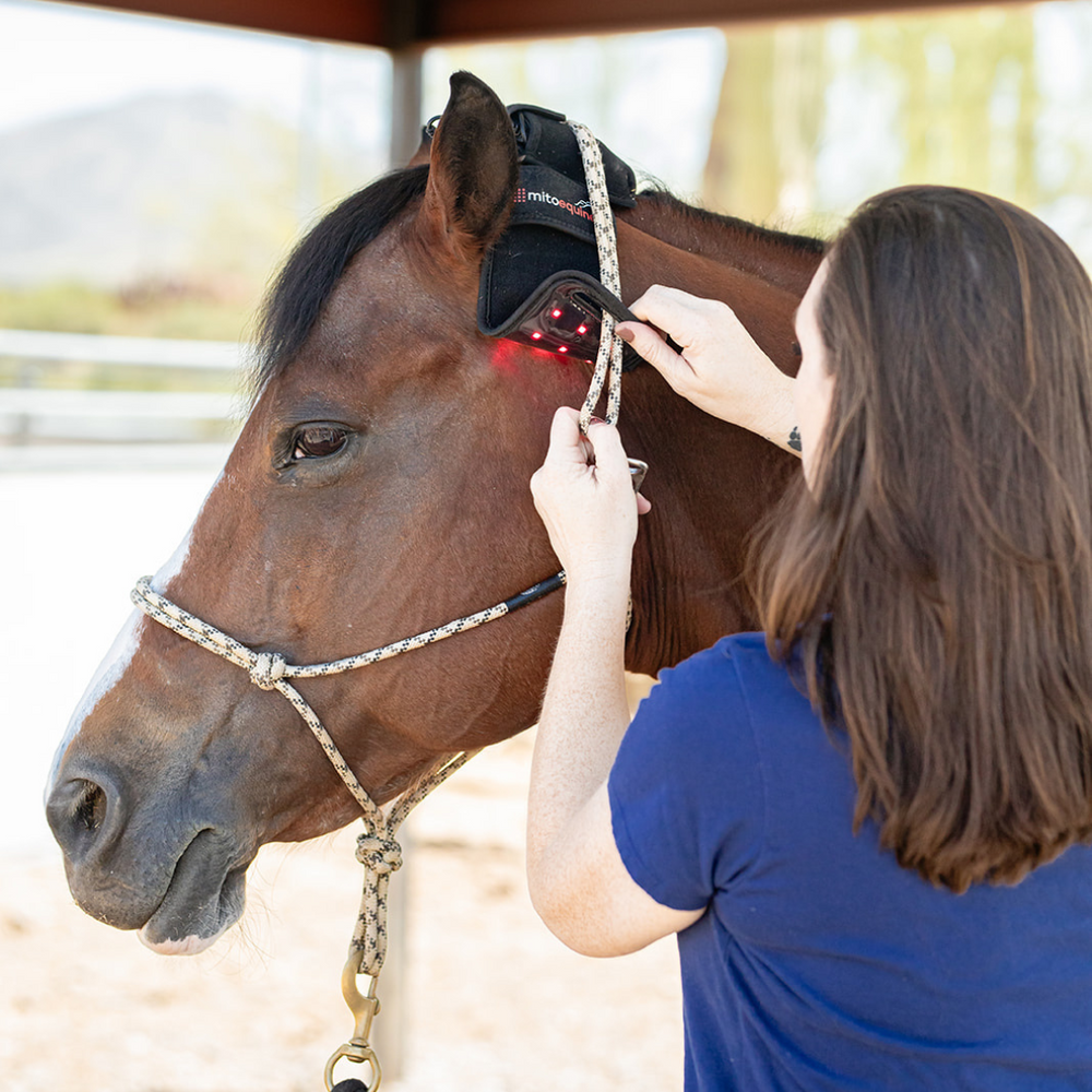 Mito Red Equine | Red Light Therapy for Horses